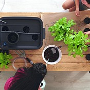 Students, children and kids learning, looking at and organizing plants ...