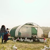 Chicken, countryside farm and family walk together on agriculture grass ...