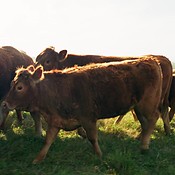 Cow field, farm and cattle walking in countryside, environment or ...