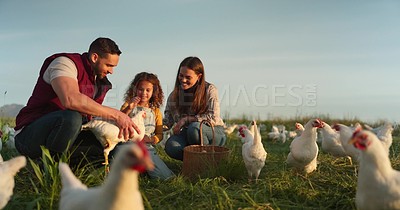 Chicken, farm and family love of happy mom, dad and child enjoy quality ...