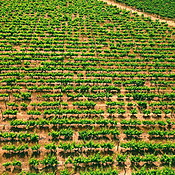 Aerial, farm and sustainability with organic crops in an empty field ...