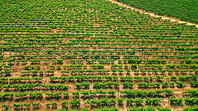 Aerial, farm and sustainability with organic crops in an empty field ...