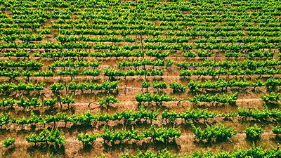 Aerial, farm and sustainability with organic crops in an empty field ...