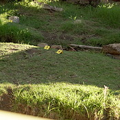 Outdoor, grass and numbers on crime scene for investigation, warning ...