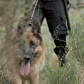 Police officer, FBI and dog at field of crime scene, investigation and ...