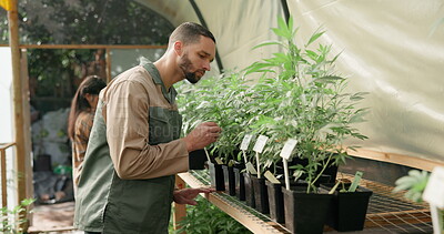 Plants, check and man farming in greenhouse for marijuana leaf ...