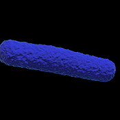 Blue bacteria, 3D and microscopic on black background for science ...
