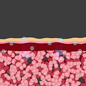 Graphic, layer and epidermis skin with structure for hydration process ...