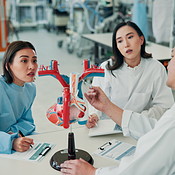 Doctor, students and learning with model heart, advice or teaching with ...