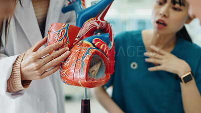 Doctor, medical students and heart anatomy toy for demonstration for ...