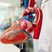 Heart, anatomy and organ model in hospital for medical training ...