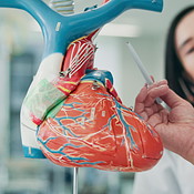 Doctor, student and pointing at heart model for teaching, learning and ...