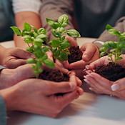 Hands, business people and group with plants for conservation ...